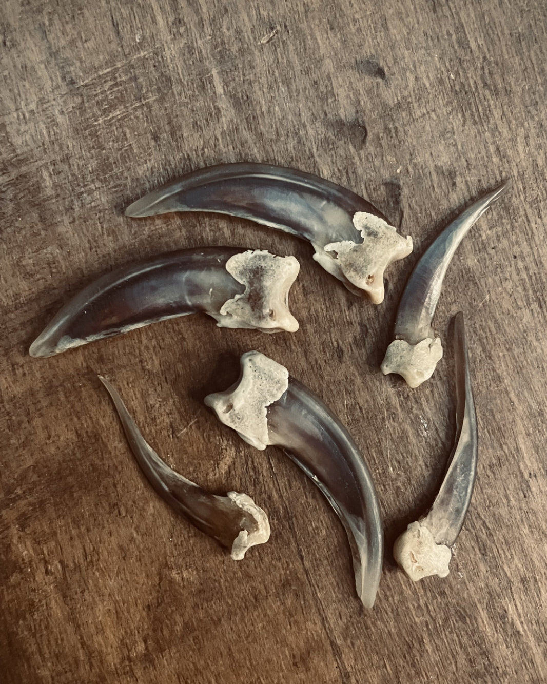 Animal Curios – Spiritus Arcanum