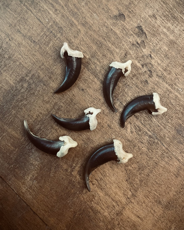 Coyote Claws | Spiritus Arcanum