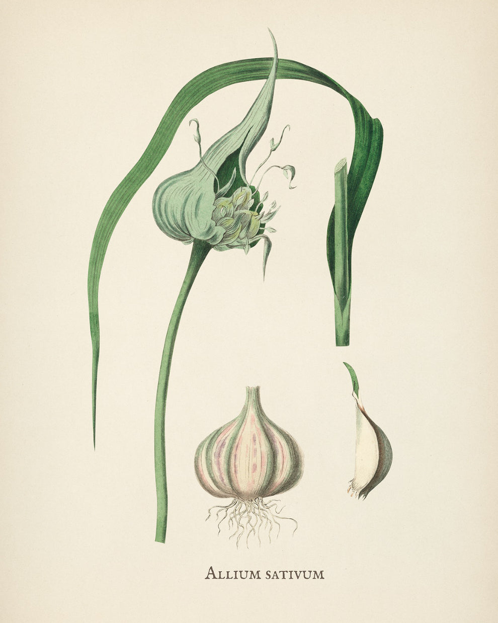 Garlic, Powdered | Spiritus Arcanum